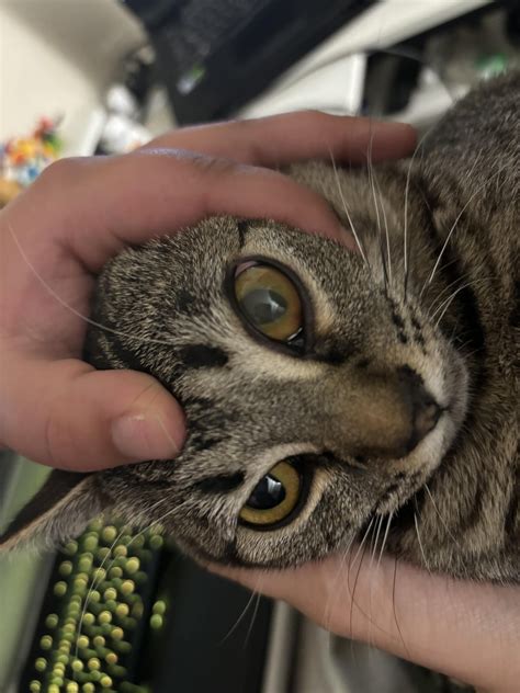 My Cats Eye Looks Cloudy And Weird R Cathelp