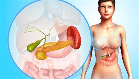 Gallbladder Surgery Recovery Time For Women What To Expect And Healing