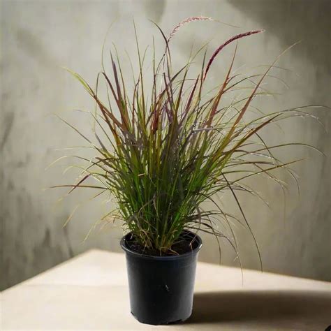 Buy Pennisetum Grass Red And Green Pureplants