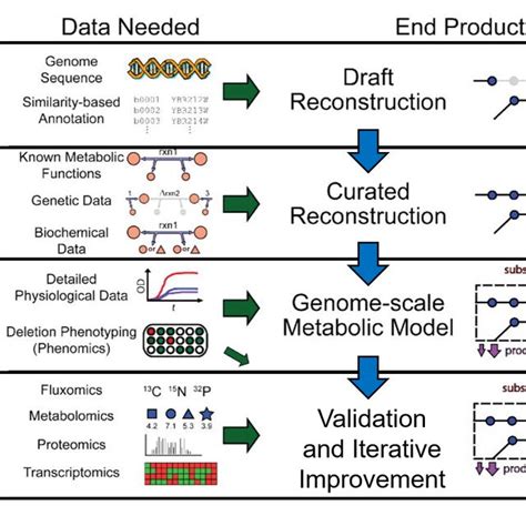 2 Steps Of The Process To Reconstruct A Genome Scale Metabolic