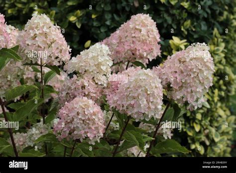 Close Up Of The Fading Cone Shaped Flower Panicles Of A Hydrangea