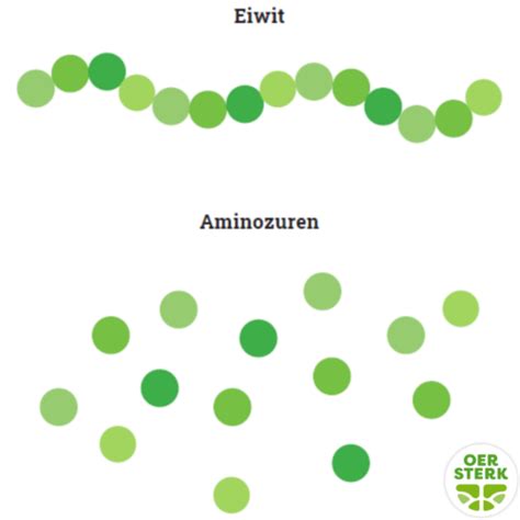Eiwitten Waarom Heb Je Ze Nodig En Hoeveel Oersterknu