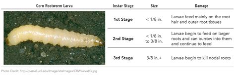 Corn Rootworm Larva