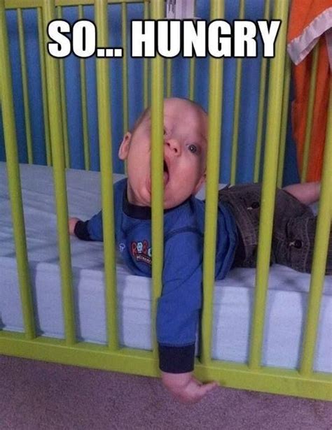 71 Best Images About Im Freakin Hungryyy On Pinterest Funny Cat