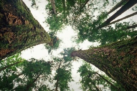 The Incredible In The Everyday And How Trees Talk To Each Other