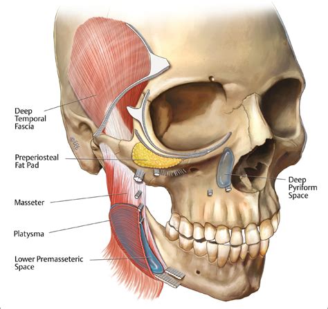 Chapter 1 The Midface Plastic Surgery Key