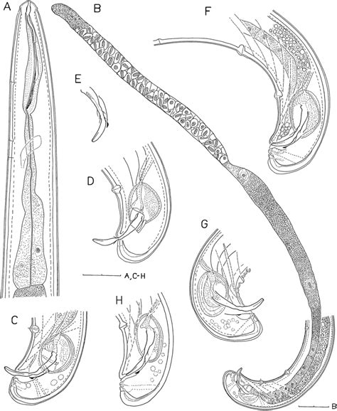Trichodorus Silvestris N Sp A Neck Region Male Holotype B