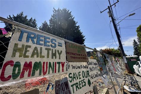 Climate Activists Roost In Old Cedar Tree To Prevent It From Being Cut