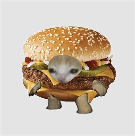Burger Cat Funny Looking Cats Silly Cats Pictures Cute Cats Photos