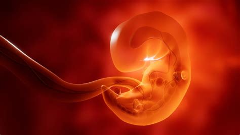 Embryology Wallpapers Wallpaper Cave