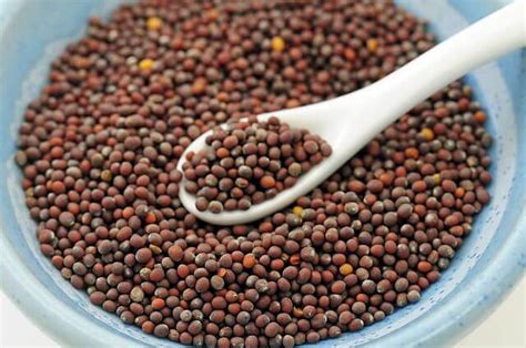 Wild Mustard In The Pacific Northwest Eat The Planet