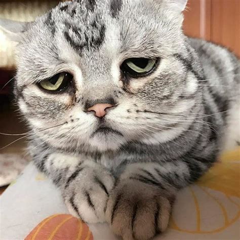 Luhu Is The Saddest Cat In The World Barnorama