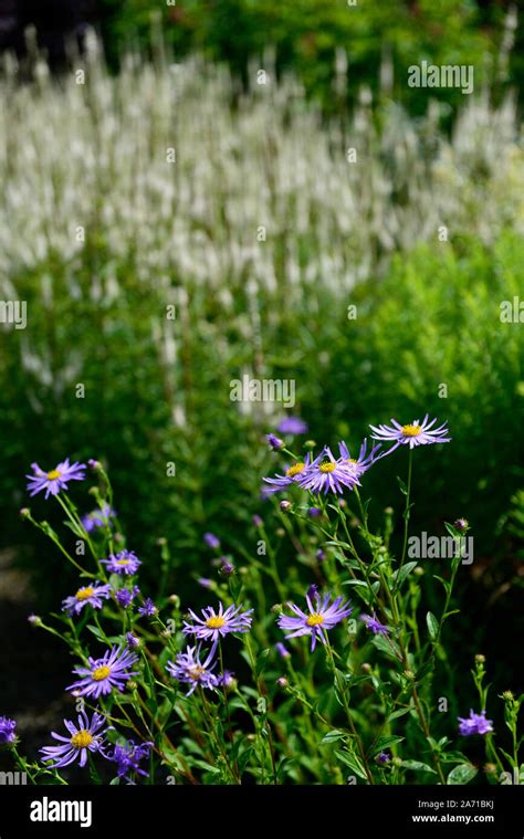 Aster X Frikartii Monch Blue Flower Flowers Asters Veronicastrum Mix