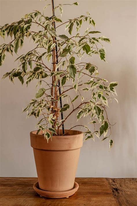 نگهداری گل بنجامین ، بیماری گل بنجامین و راه درمان کافه گلدون فروگاه آنلاین گل و گیاه