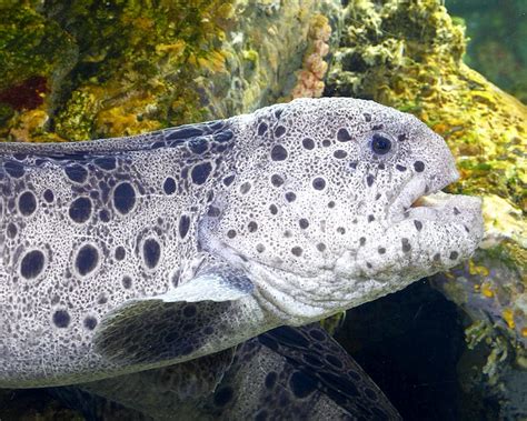 Wolf Eel Facts Habitat Diet Life Cycle Pictures And More