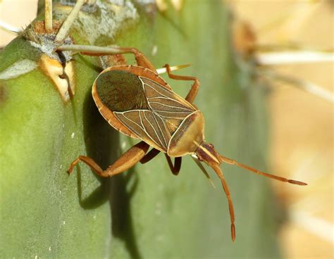 Cactus Coreid Bug Coreoidea Of The United States · Inaturalist