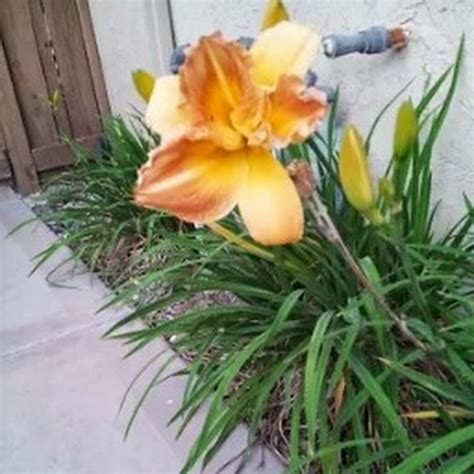 Michael Shields Youtube