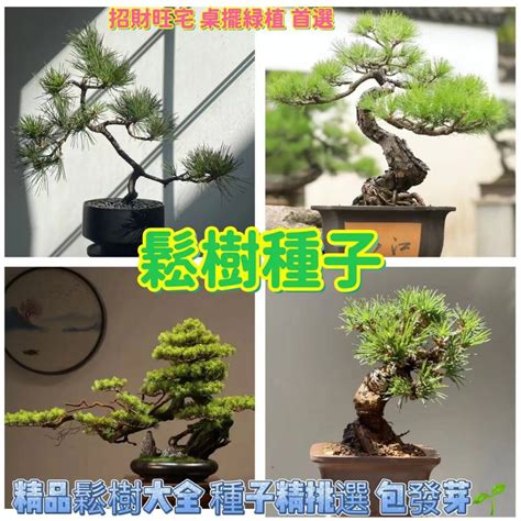 現貨 【松樹種子】全網鬆樹品種最全 正版對版10多款品種 五針鬆 雪鬆 青鬆旺宅好運觀賞松樹種籽 蝦皮購物
