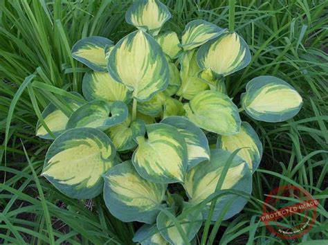 Hosta Beach Boy Verschoor Horticulture