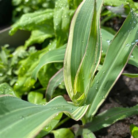 Ornamental Corn Japanese Stars Matches Seeds