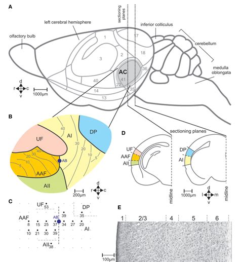 Figure 2 From Knowledge About Sounds—context Specific Meaning Differently Activates Cortical