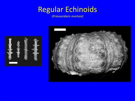 Ppt Echinoids And Paleoecology Powerpoint Presentation Free Download Id 1350967