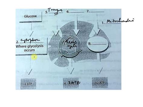 Solved Cellular Respiration Label The Diagram Fill In The Labels For The Diagram Below To