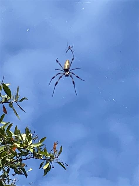 Golden Silk Spider From Vaca Key Marathon Fl Us On March 17 2022 At 09 47 Am By Jodi