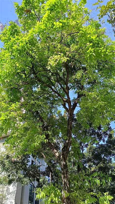 Banaba University Of Santo Tomas