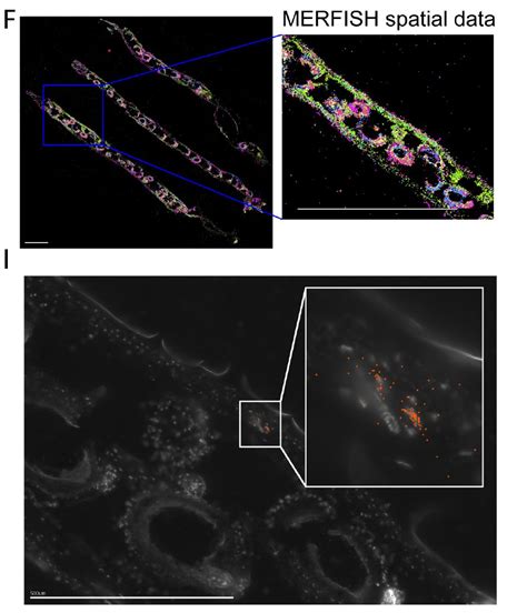 Merscope Merfish Spatialtranscritpomics Plantbiology Vizgen