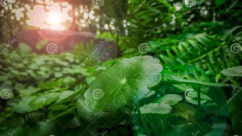 Grass Plants Green Leaves Centella Asiatica Stock Image Image Of