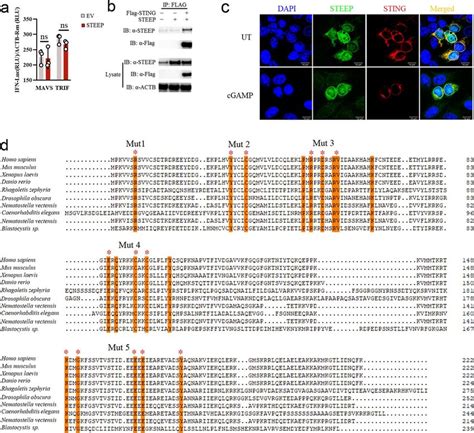 Steep Is A Positive Regulator In Sting Pathway A Reporter Gene Assay