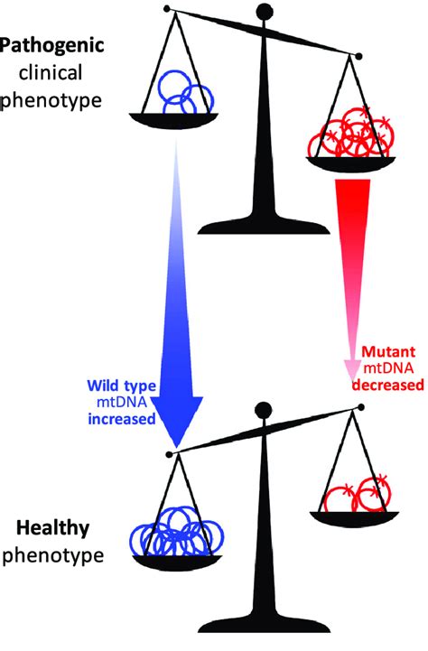 Sketch To Illustrate The Consequences Of Using Different Nucleases To Download Scientific