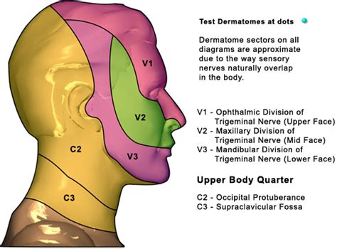 Cervical Dermatomes Dermatomes Neurology Medbullets Step 1