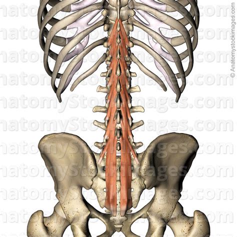 Multifidus Muscle Anatomy Cross Sectional Area Csa Of Multifidus