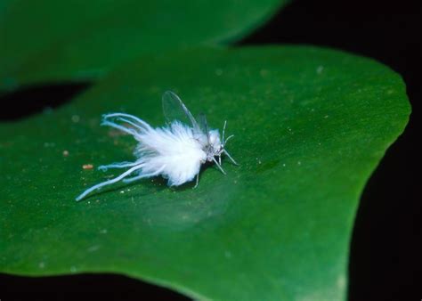 How To Get Rid Of Those Weird Fluffy Bugs Currently Plaguing Parts Of