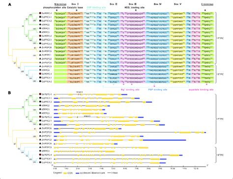 Sequence Alignment A And Gene Structure Analysis B Of Pepcs Among