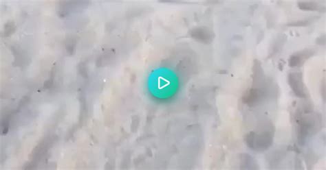 Fergalicious Definitious Album On Imgur