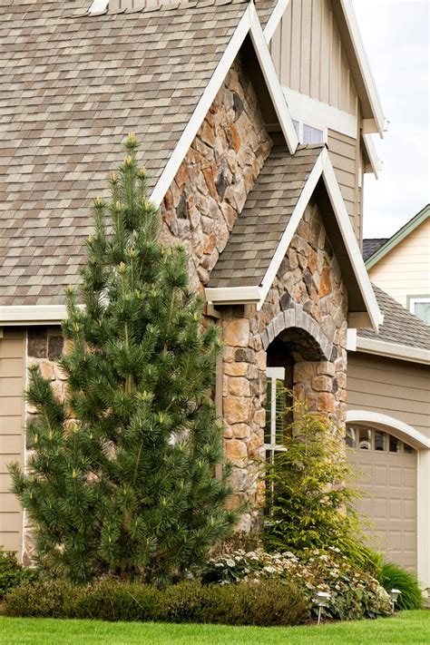 Vanderwolfs Pyramid Limber Pine Habitat Garden Backyard Landscaping
