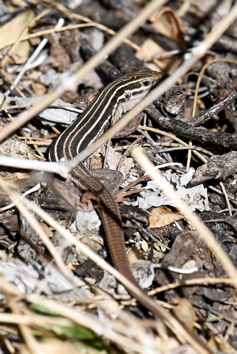 36 Arizona Striped Whiptail Aspidoscelis Arizonaetelep Flickr
