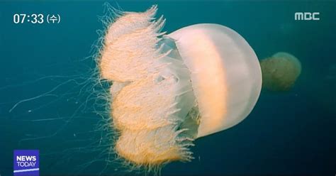 피서철 맞은 남해안에살인 해파리 주의보 발령