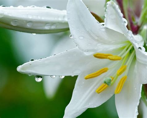 List Of Flowers That Symbolize Peace Smooth Connecting