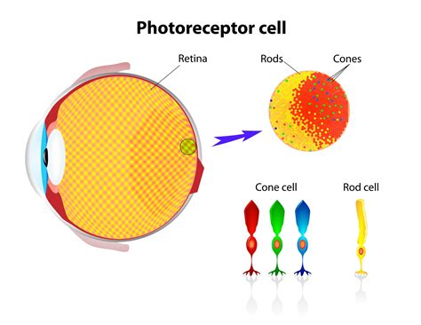 Eye Cones Test