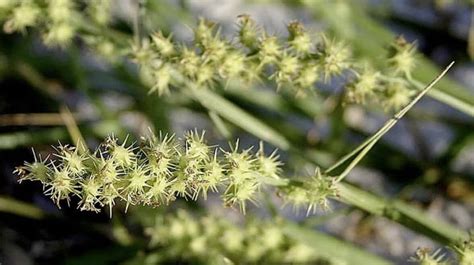 How To Get Rid Of Sticker Weeds From Your Yard Insightweeds