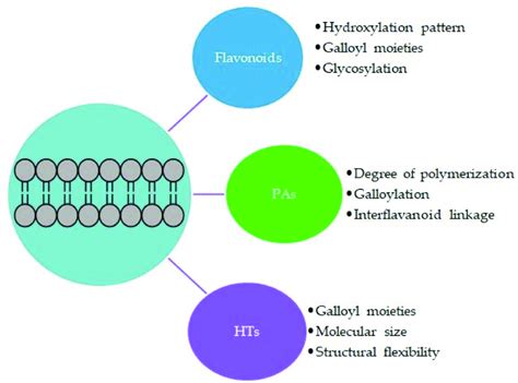 Main Structural Features Of Polyphenols Affecting Their Interactions Download Scientific