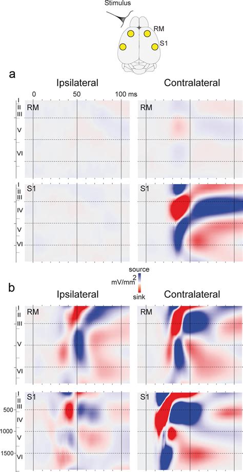 Current Source Density Analysis Of Intracortical Responses To Whisker