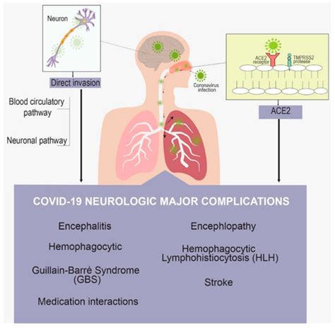 Effects Of Covid 19 On Synaptic And Neuronal Degeneration