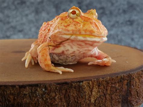 Wide Mouth Or Argentine Horned Frog Ceratophrys Ornata Or Albino