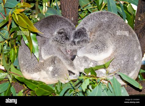 2 Koala Bears Sleeping