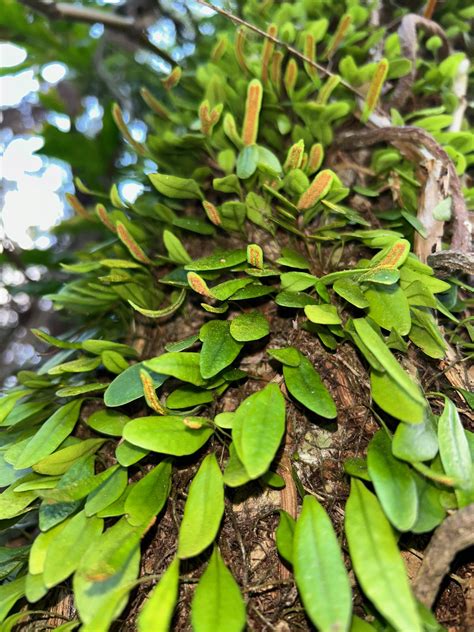 Lemmaphyllum Microphyllum Polypodiaceae Image 241606 At Phytoimages